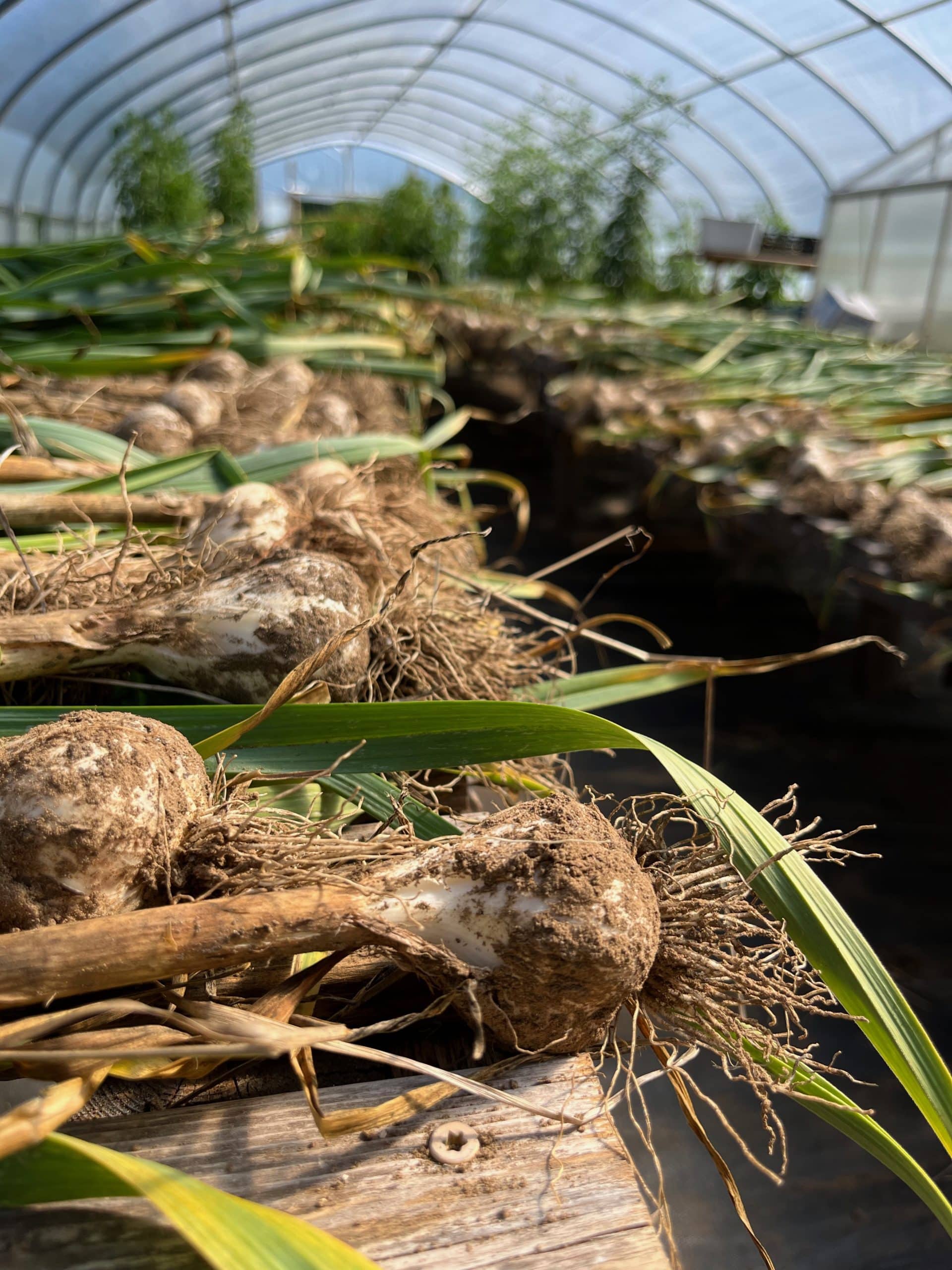 Cassidy Whipple- Frontier Farm – The Westerly Land Trust