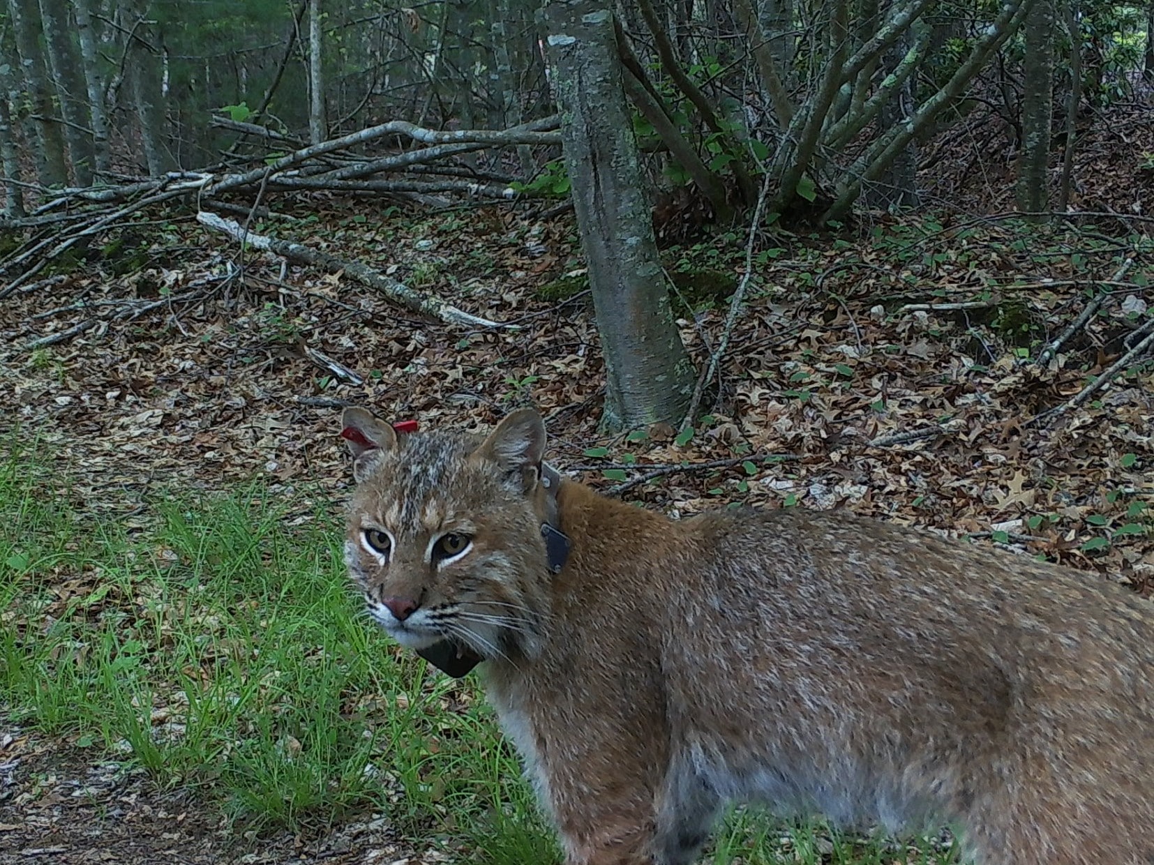 Amy Mayer- Research Associate-Bobcat Ecology Study
